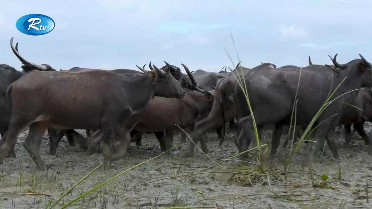 দ্বীপ জেলা ভোলায় মহিষ চাষ করে আলোরন সৃষ্টি | The Buffalo Farming in ...