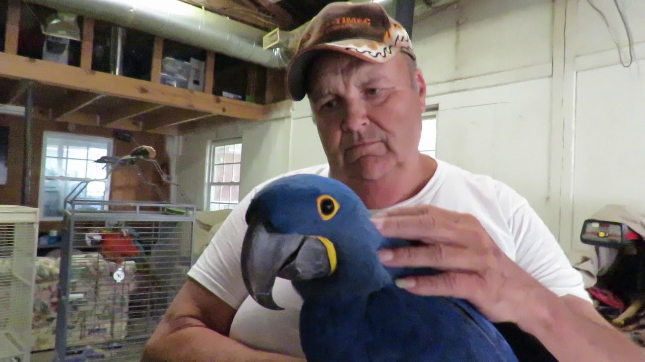 Larry Pets 5 Year Old Isla the Hyacinth Macaw from Ann Arbor, Michigan ...