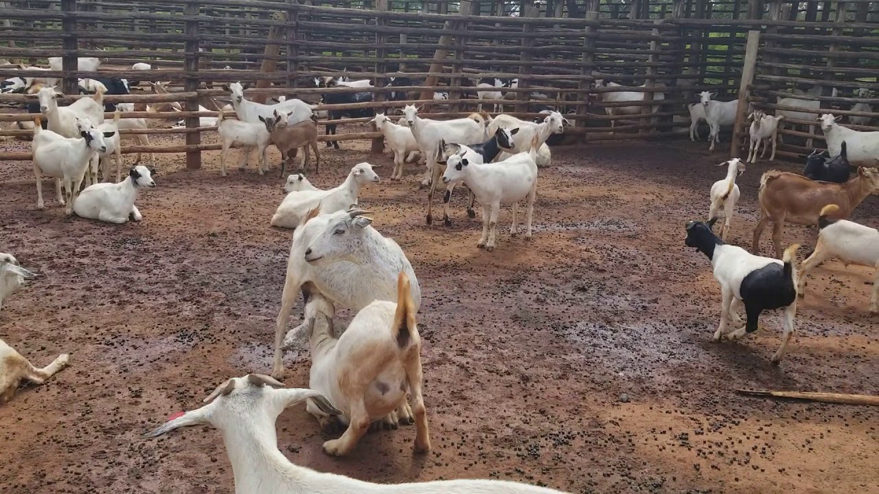 The growth rate of Savannah goats is amazing - YouTube