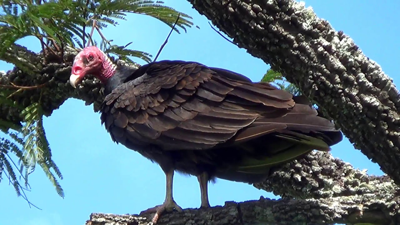 URUBU-DE-CABEÇA-VERMELHA (CATHARTES AURA), TURKEY VULTURE, URUBU-REAL ...
