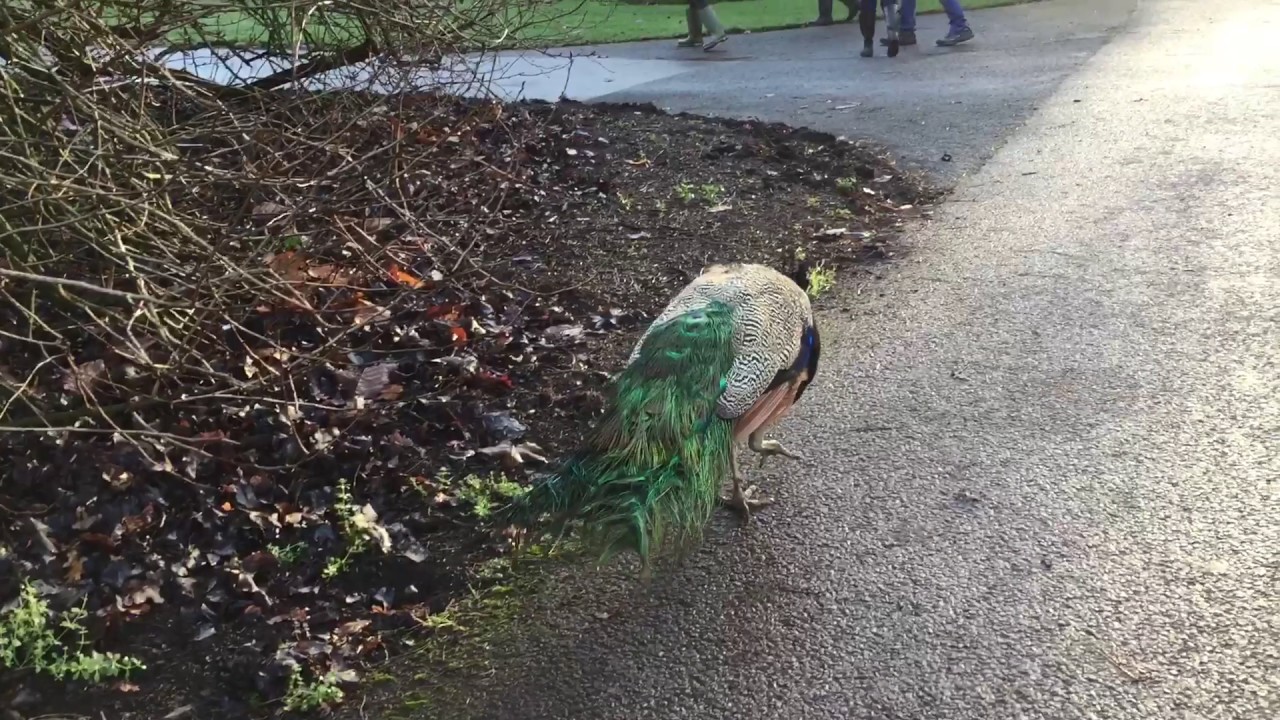 Peacock Walk - YouTube