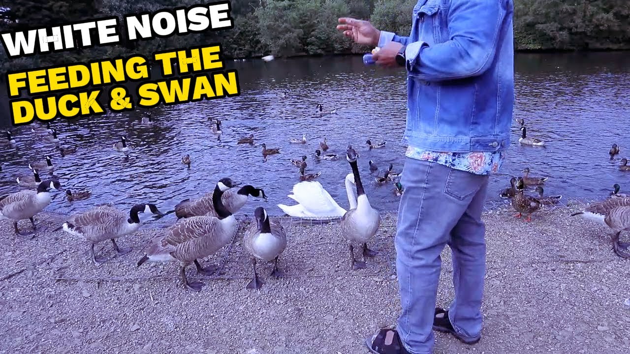 White Noise Feeding the Duck and Swan at the Lake | Environmental Sound ...