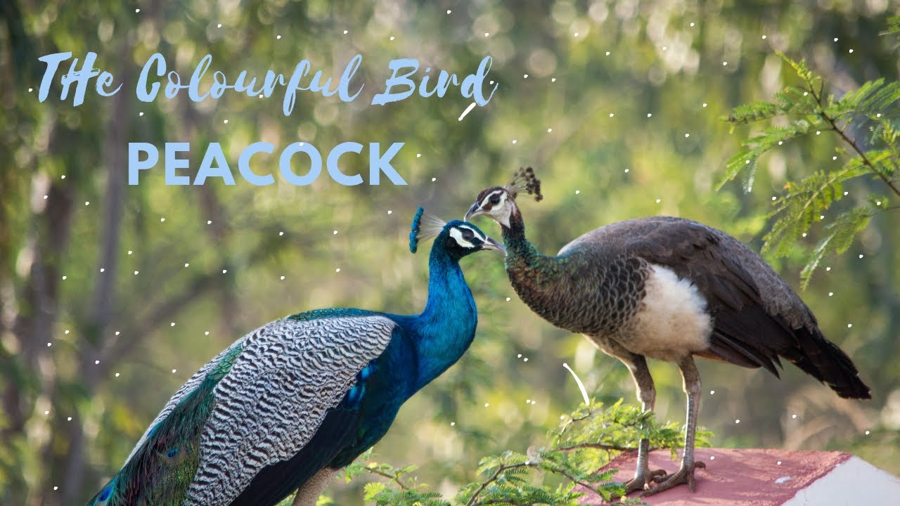peacock bird information| peacock sound| peacock dance| peacock bird ...