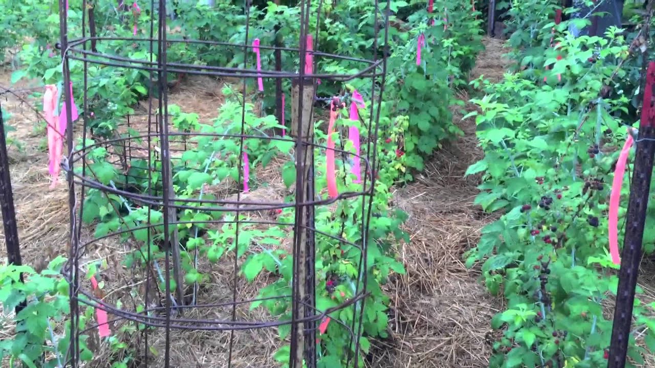 Introduction to Black Raspberries - YouTube