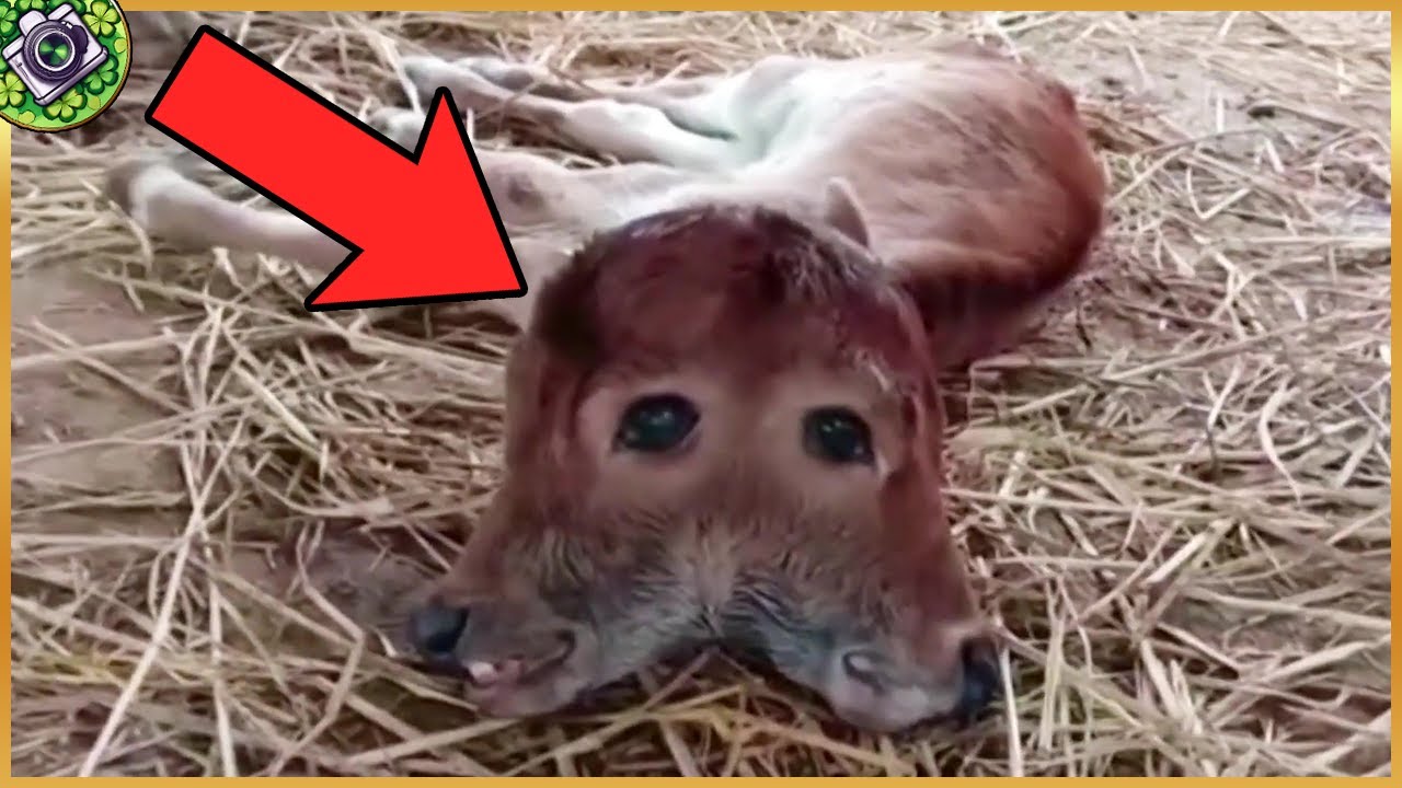 20 Animals That Are Born With a Chance Of 1 In 1,000,000 - YouTube
