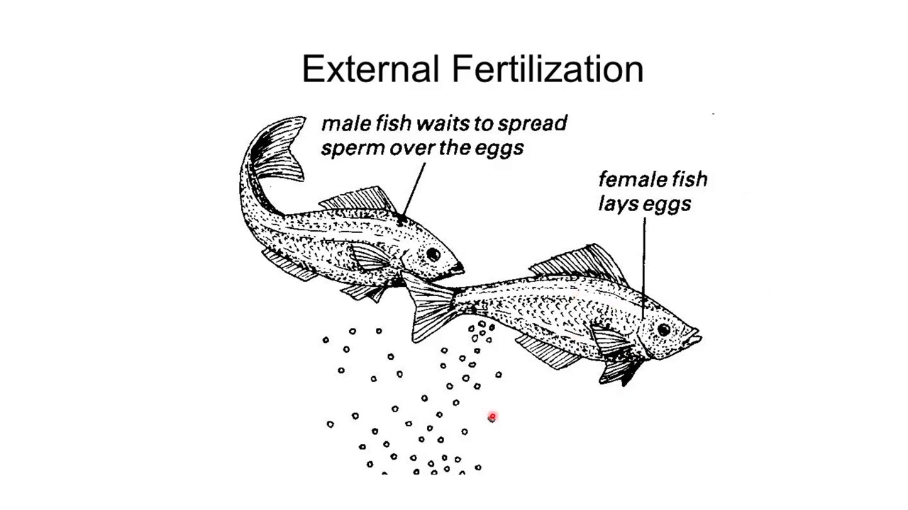 Class 8, Day-50, Science, Chapter - 9 (Reproduction in Animals ...