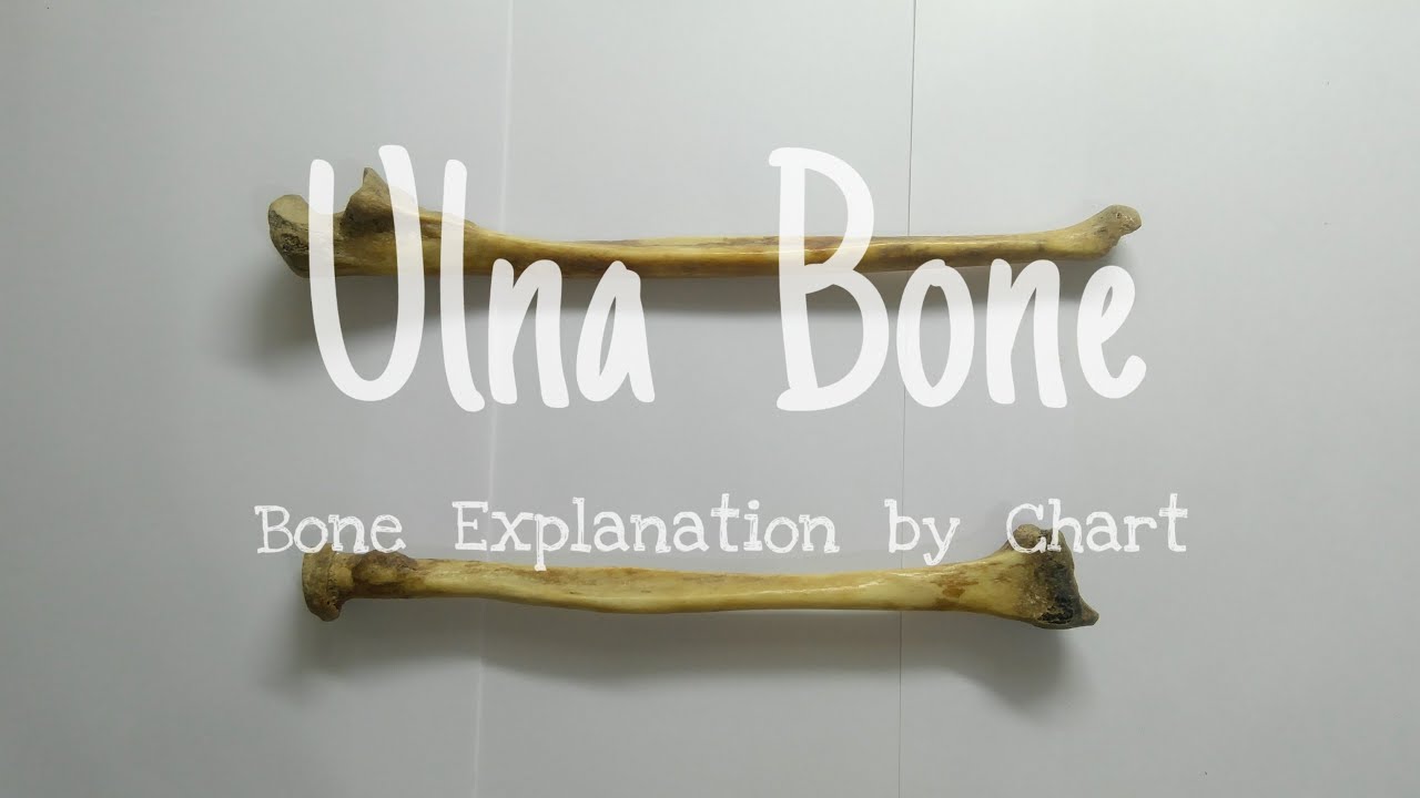 Ulna Bone - 6, Bone Explanation by Chart - YouTube