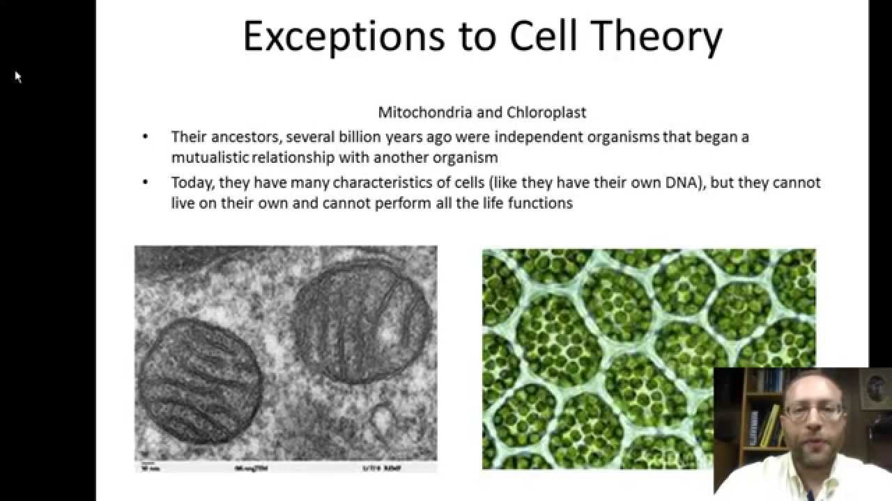 levels of organization and cell theory - YouTube