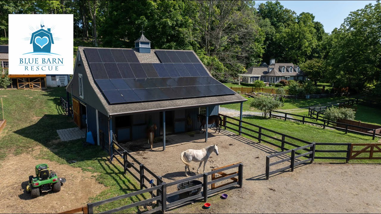 Blue Barn Rescue - Non-Profit Promo - YouTube