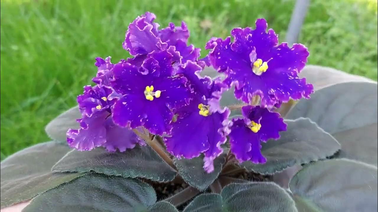Фіалка НД-Матрица (новинка 2020 року). Огляд сорту - YouTube