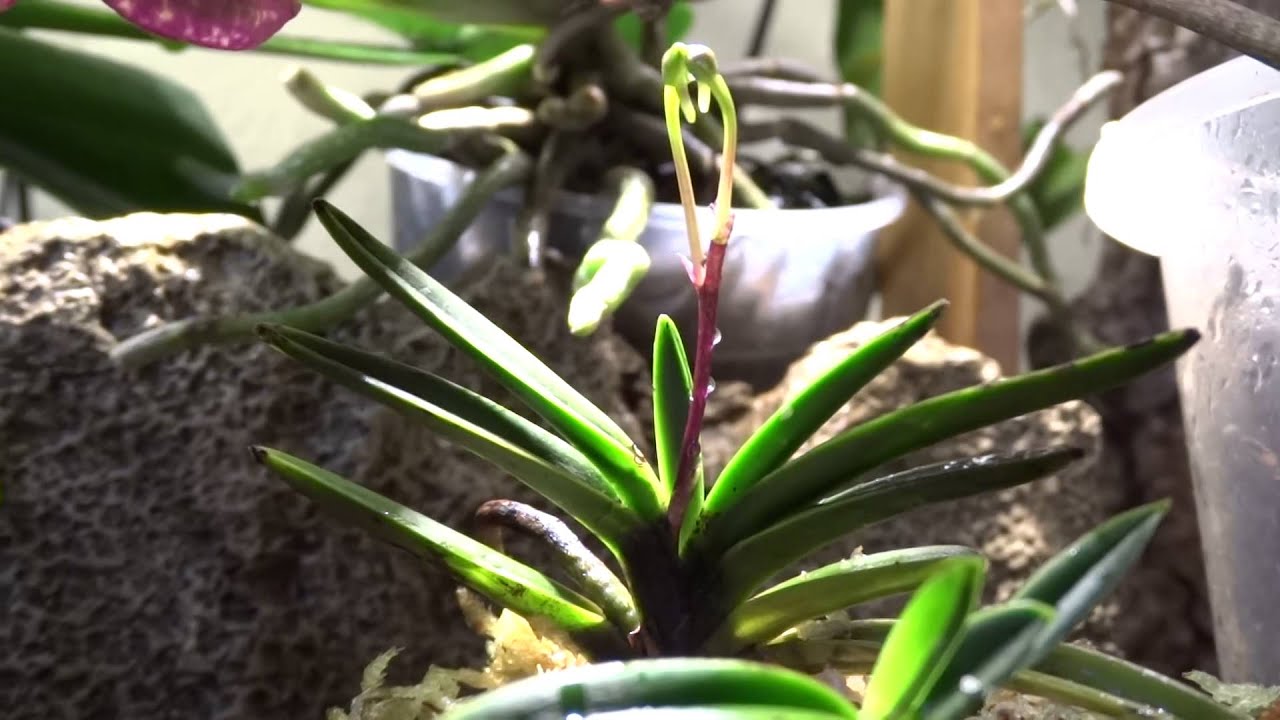 SAMURAI ORCHID - NEOFINETIA FALCATA SPIKING - YouTube