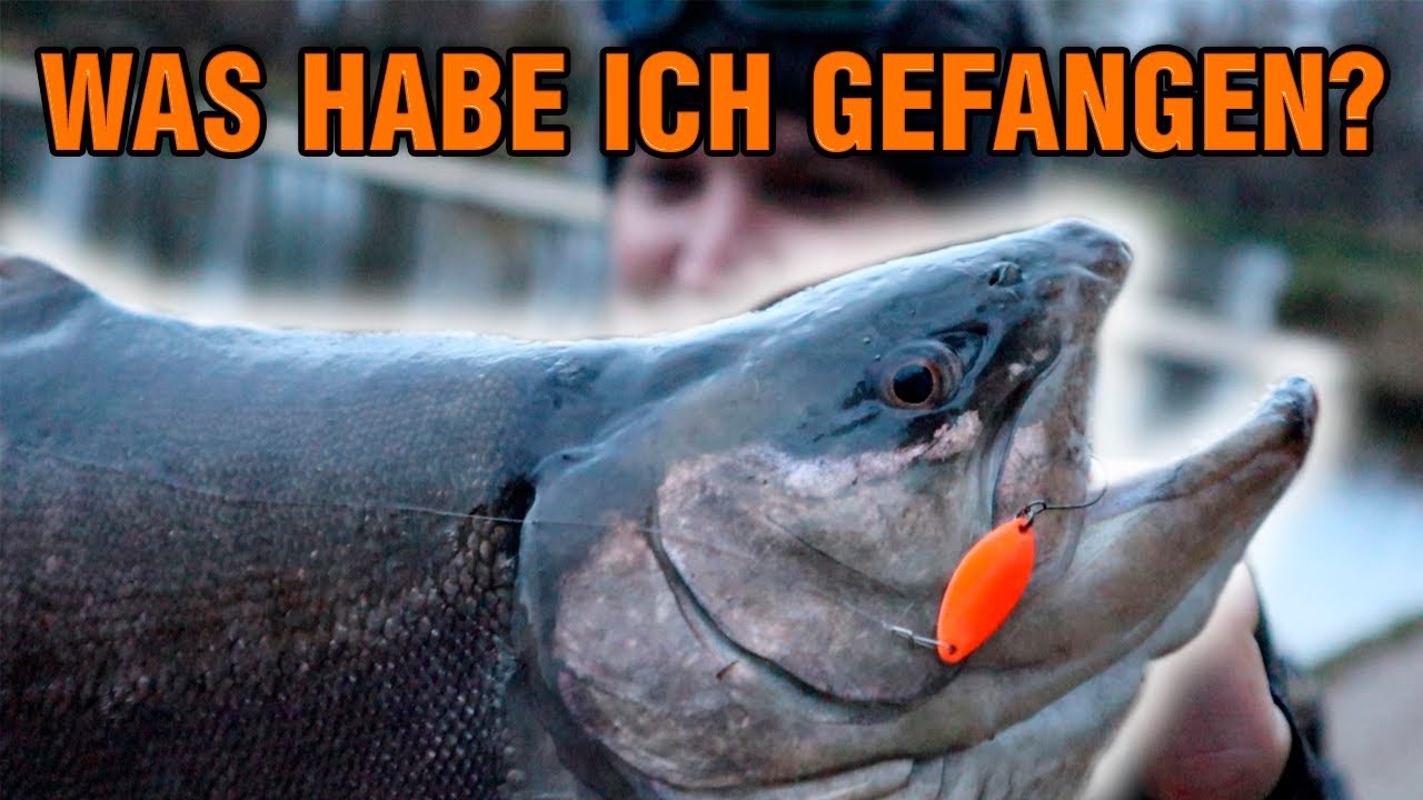 Mittags auf Forelle? Forellenangeln im Winter | Lachsforellen bei WILD ...