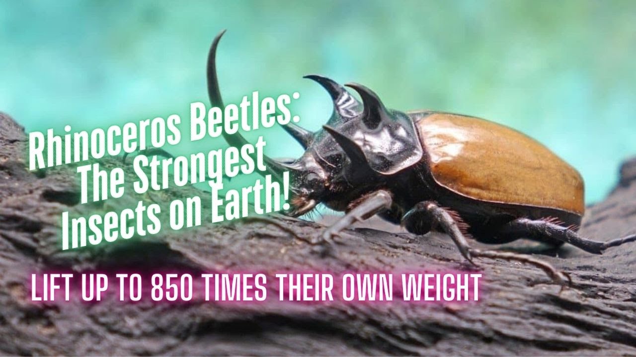 Rhinoceros Beetles: The Strongest Insects on Earth! 🪳💪 - YouTube