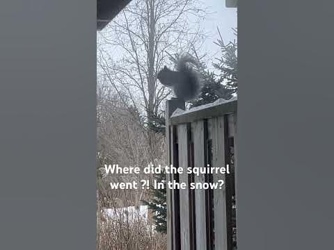 Where did the squirrel disappear in the snow?! But how? - YouTube