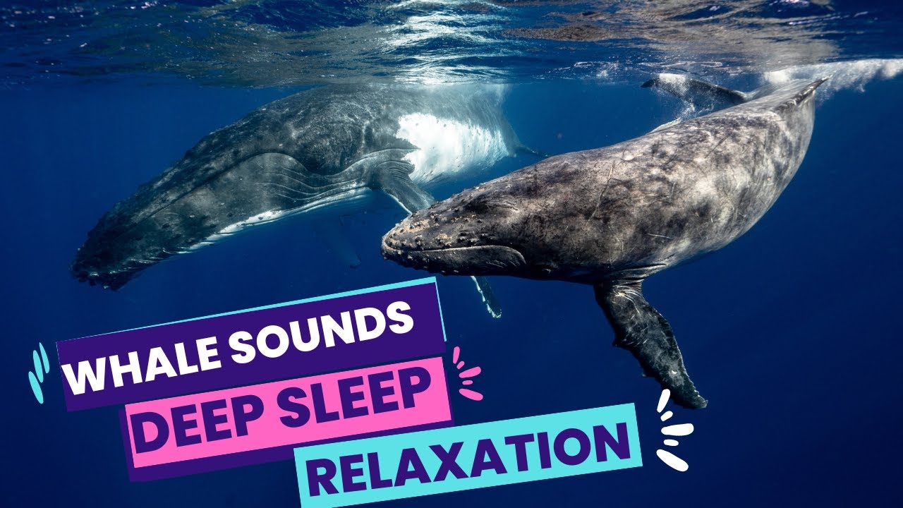 The Most Beautiful Whale Sounds to Help You Relax and Sleep Peacefully ...