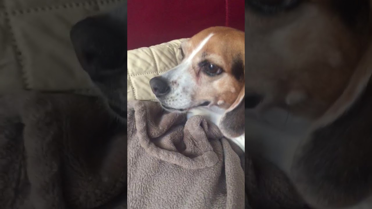 Evil Beagle - YouTube