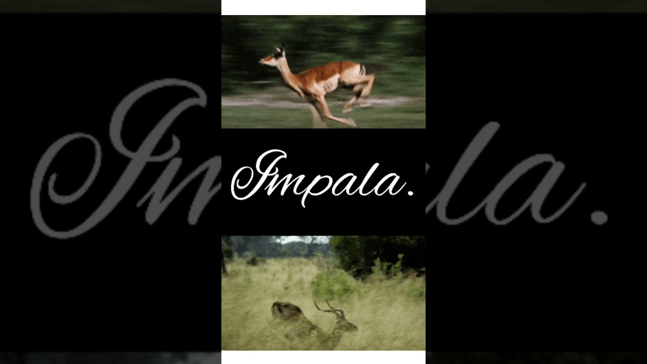 What is the scientific name of an Impala??????????? - YouTube