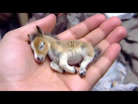 Böyle Bir At 1000 Yılda Bir Doğar! Eşi Benzeri Olmayan 20 At!