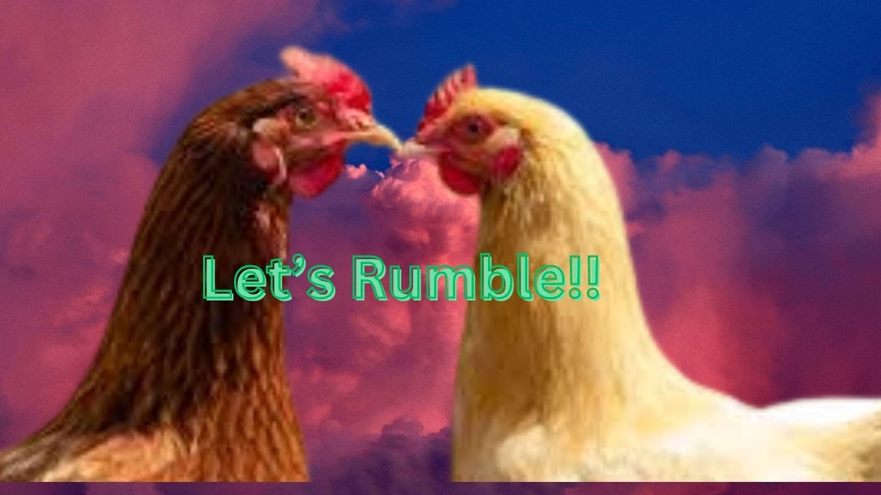 Backyard Chicken Fight 3 Frequently Asked Questions & Answers About