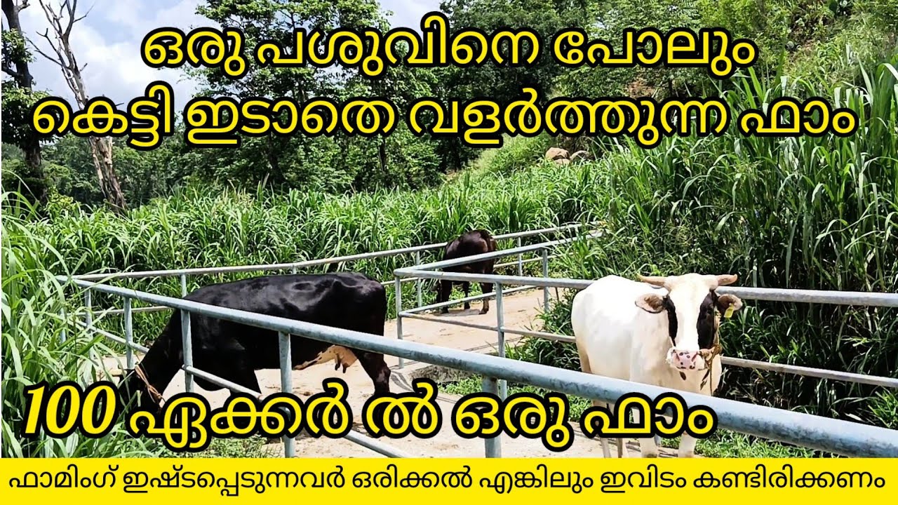 Biggest High Tech Cow farm in Kerala Must visit|കേരളത്തിലെ ഏറ്റവും വലിയ ...