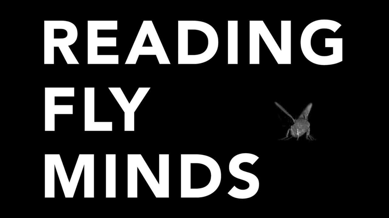 Reading fly minds - YouTube