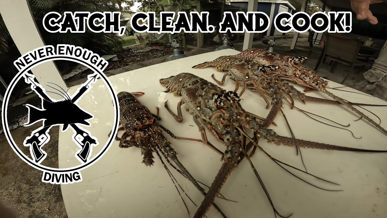 My First Catch, Clean, and Cook! Lobster, Lions, and Scallops. - YouTube