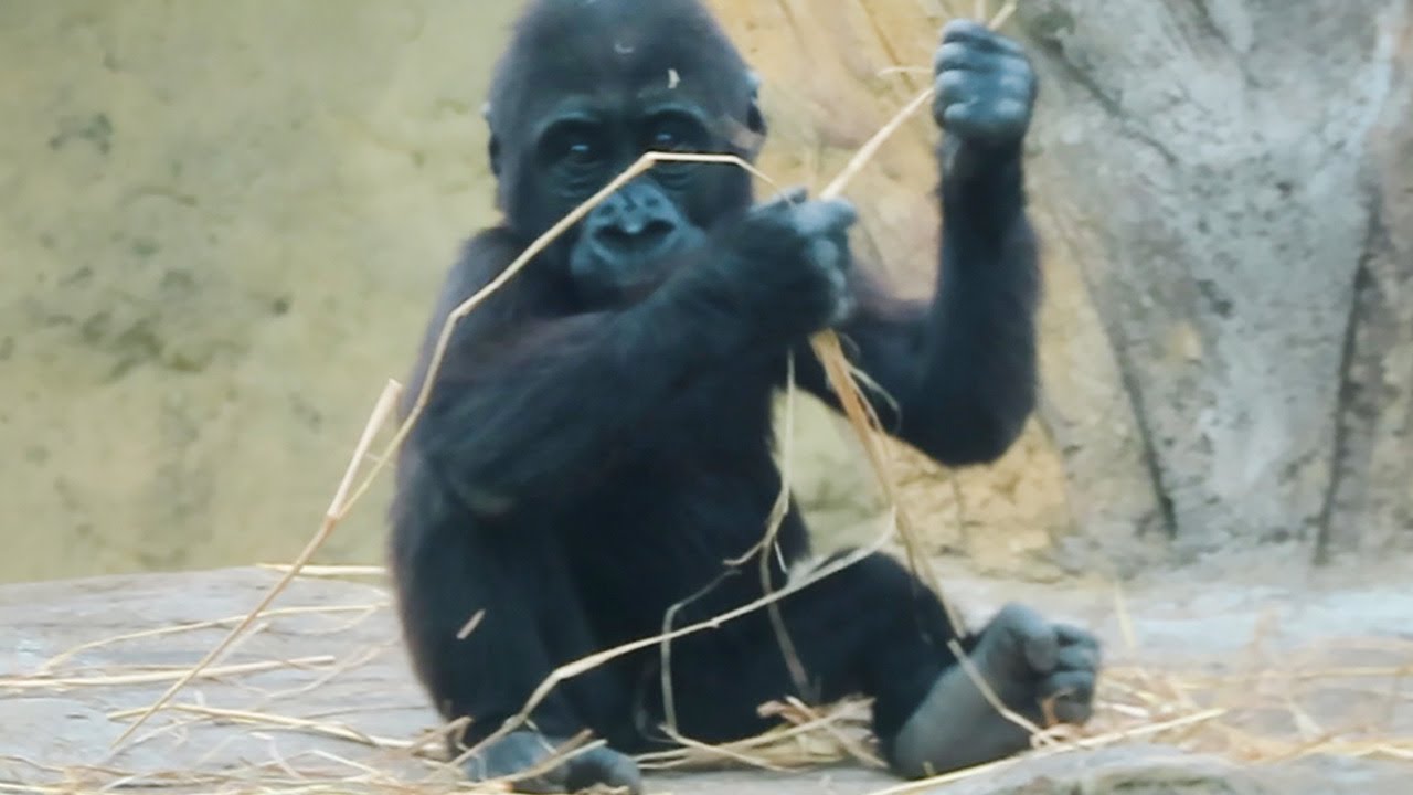 小金剛Ringo追小鳥🦍🐦Baby gorilla Ringo chases the bird - YouTube