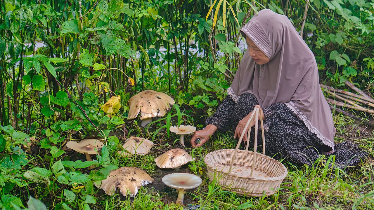 Mencari Jamur Barat di Kebun Kampung | Masak Jamur Barat Goreng, Tumis ...