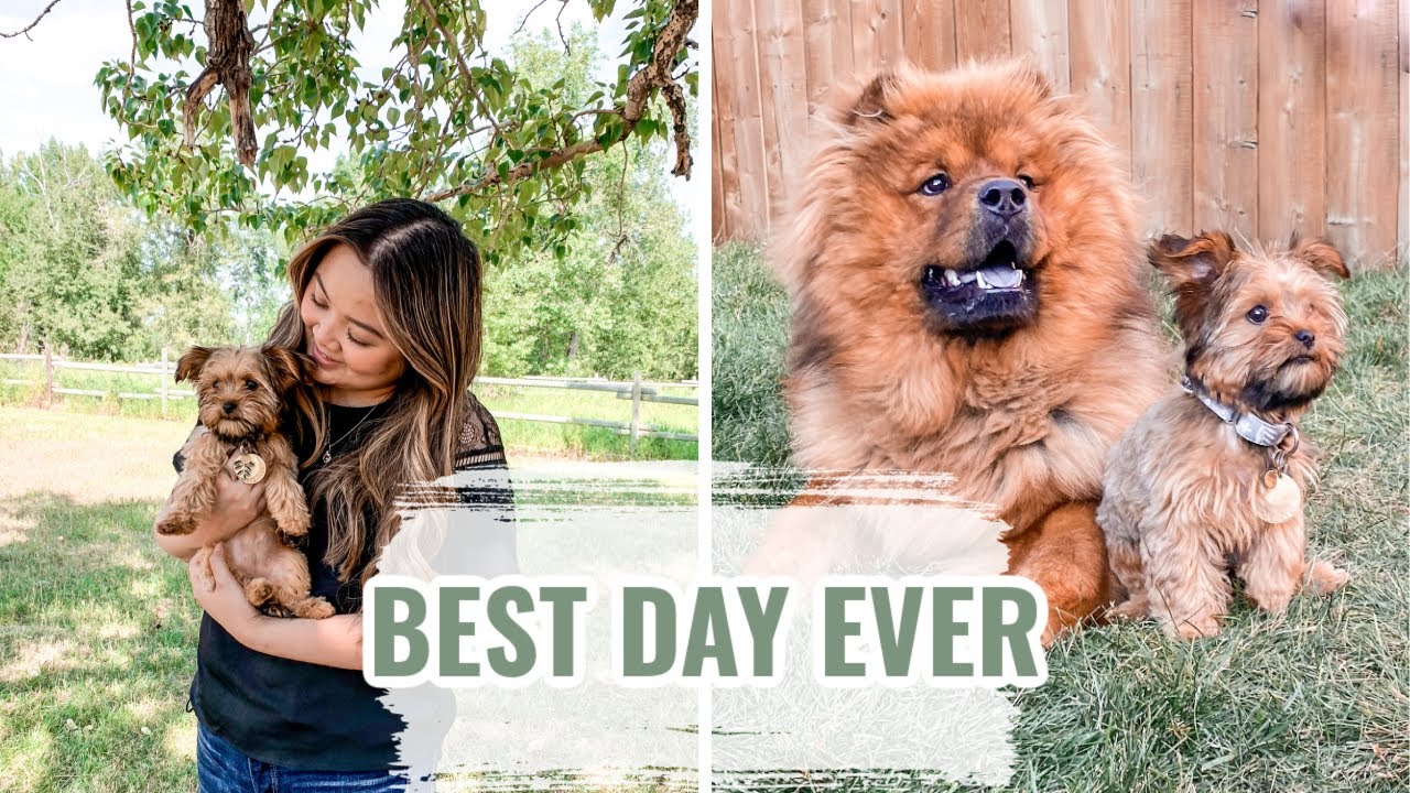 THE BEST DAY EVER | DOG VLOG - YouTube