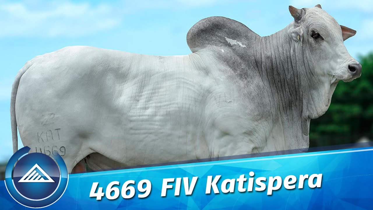 4669 FIV Katispera - YouTube