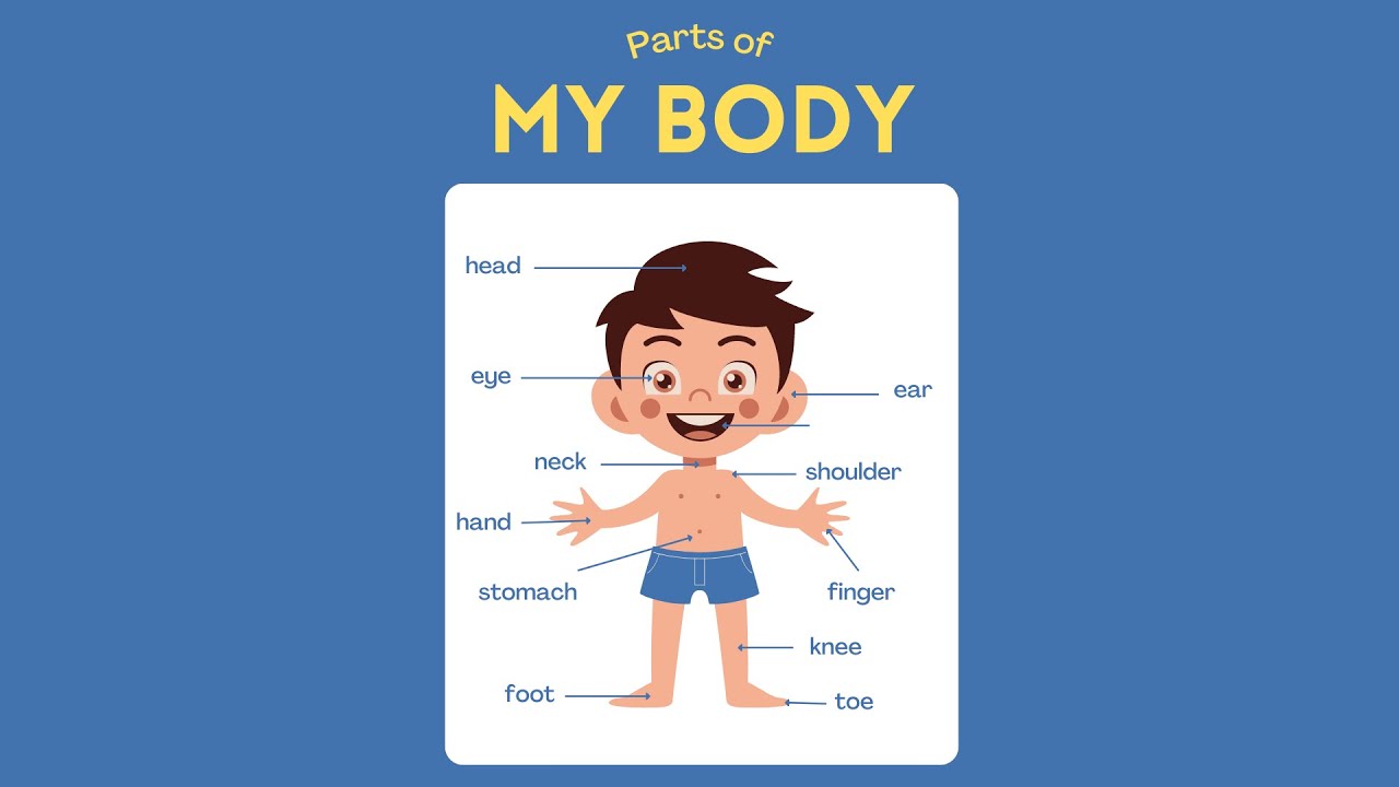 Body Parts Anatomy For Kids | Learn The Names Of Body Parts - YouTube