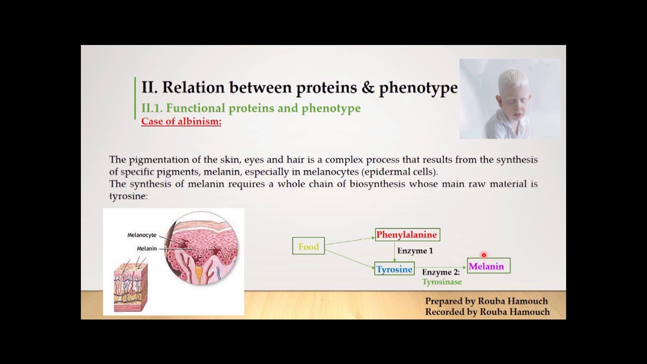 Biological identity:phenotype and proteins part 1 - YouTube