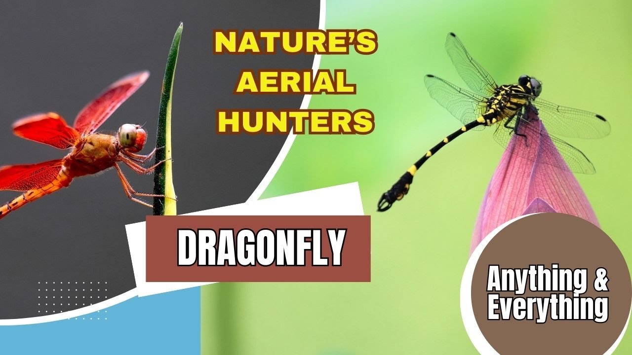 DRAGONFLIES: NATURE’S AERIAL HUNTERS - YouTube
