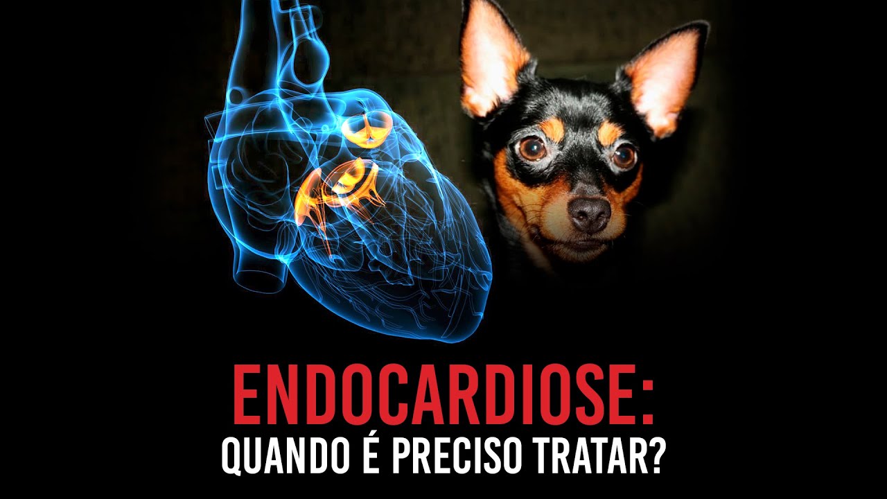 Endocardiose: quando é preciso tratar? - YouTube