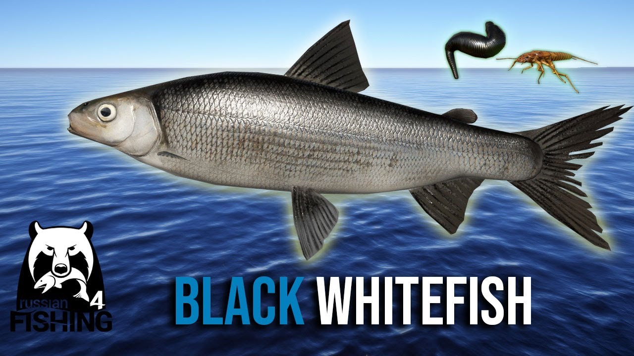 Black Whitefish Spot at Ladoga Archipelago - Russian Fishing 4 #rf4 ...