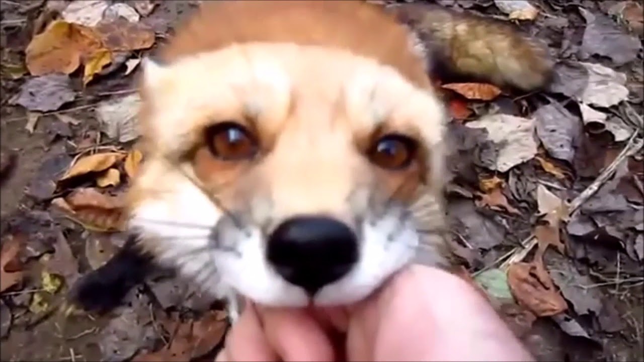 Fox go FLOOF... - YouTube