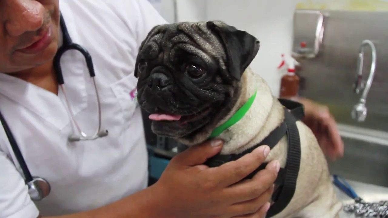 Un día con mi mascota: Conoce a estas lindas mascotas - YouTube