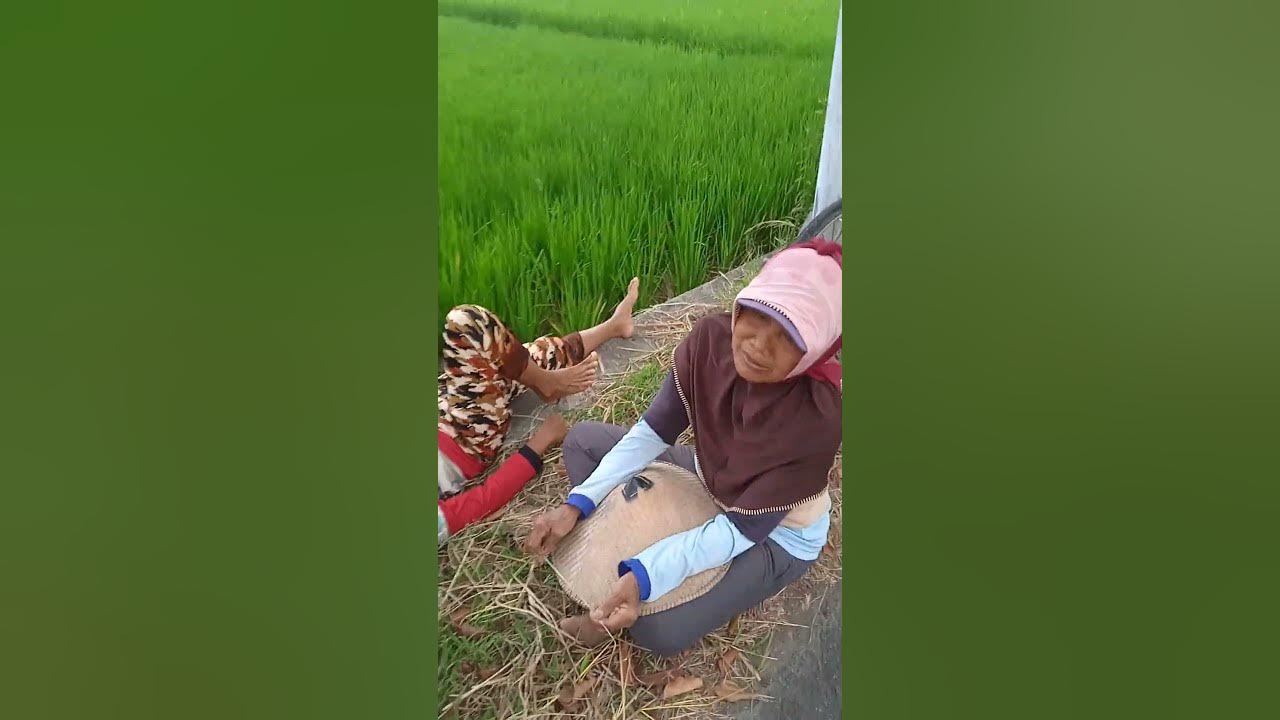 Ras terkuat di muka bumi yg menguasai persawahan - YouTube