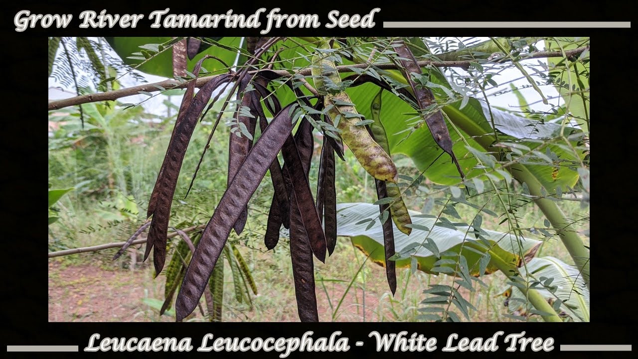 Grow River Tamarind / White Lead Tree Seeds (Leucaena leucocephala ...