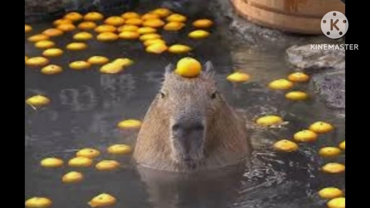 копибара - YouTube