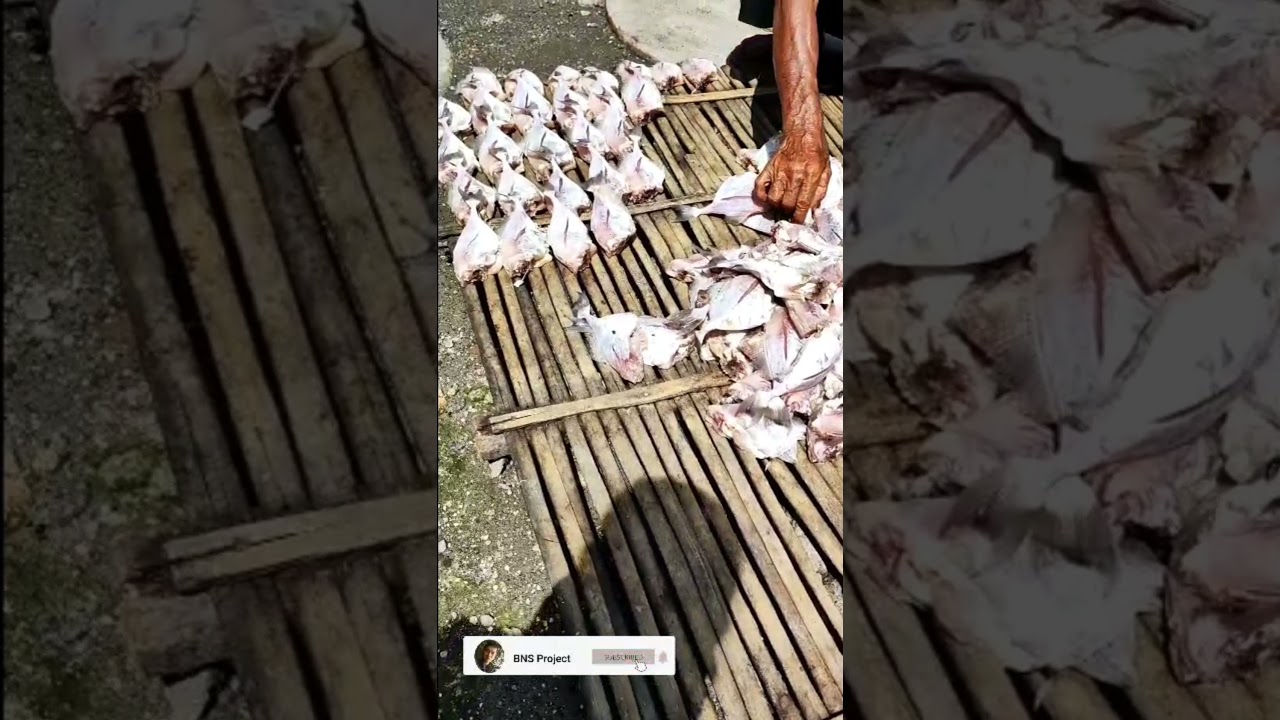 Proses Penjemuran Ikan Togek/ Ikan Ayam-ayaman/ Ikan Etong # ...