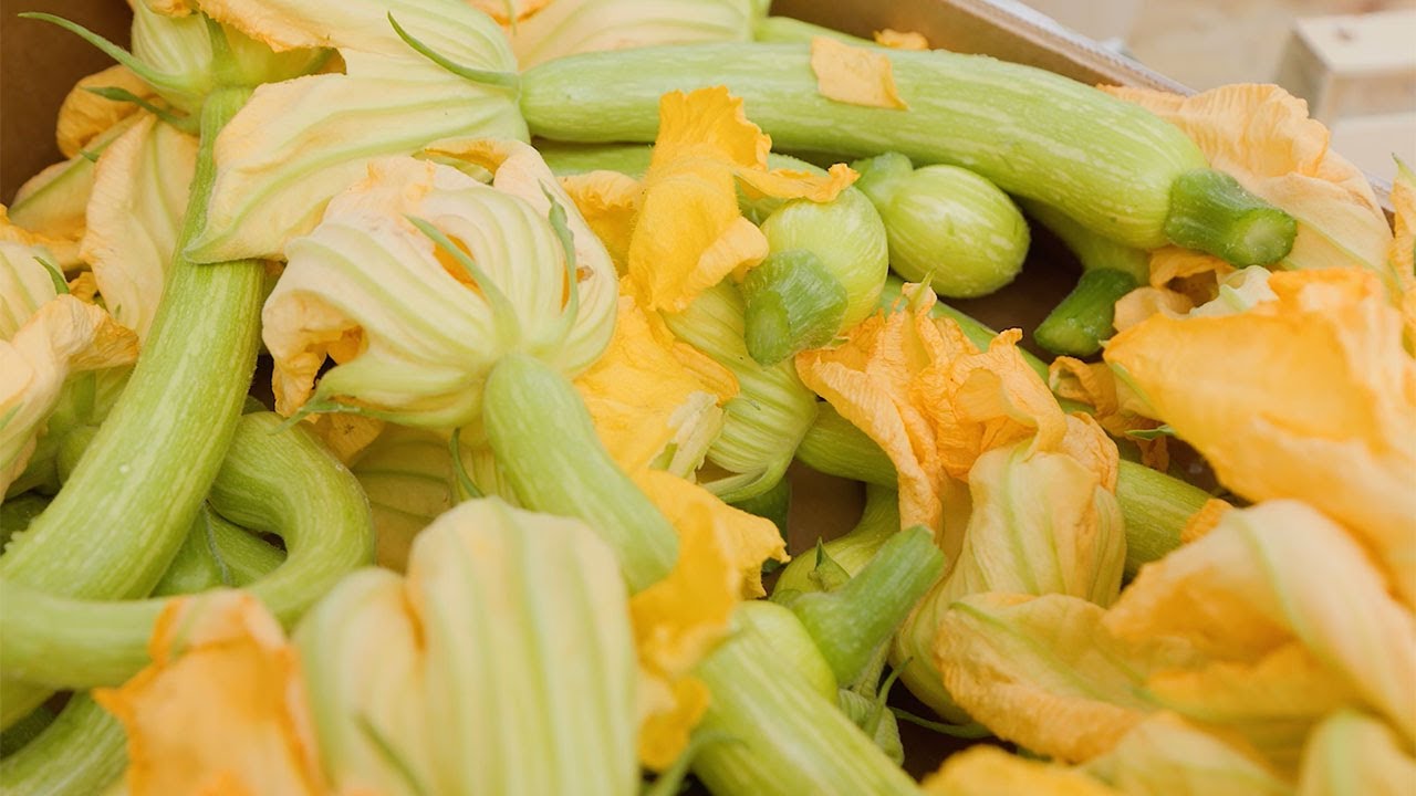 TIPICOSÌ ricetta con le Zucchine Trombetta - YouTube