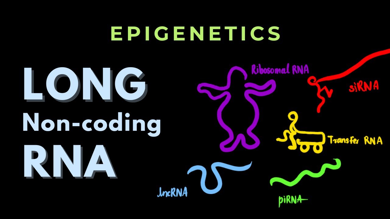 Long Non-coding RNA | Epigenetics | GATE/CSIR-NET - YouTube