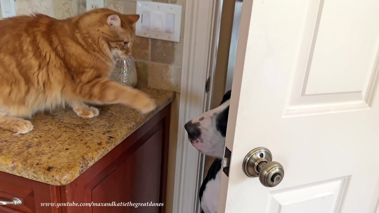 Funny Cat Guards Gift Boxes From Excited Great Danes - YouTube