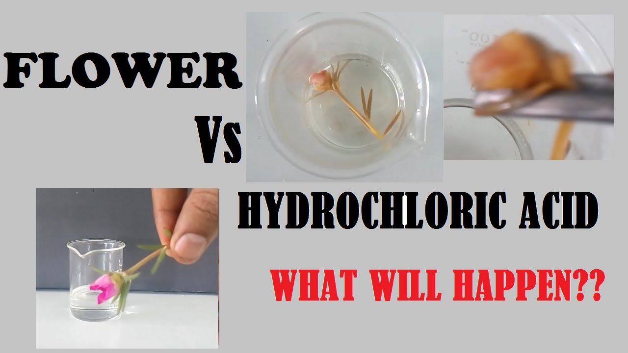 Hydrochloric acid and Flower ( What will happen ) - YouTube