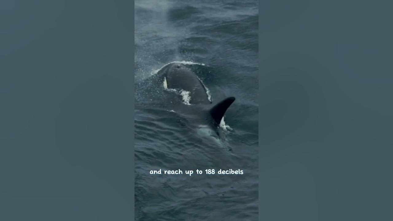 The Symphony of the Deep || "Unveiling the Majestic Roar of the Blue ...