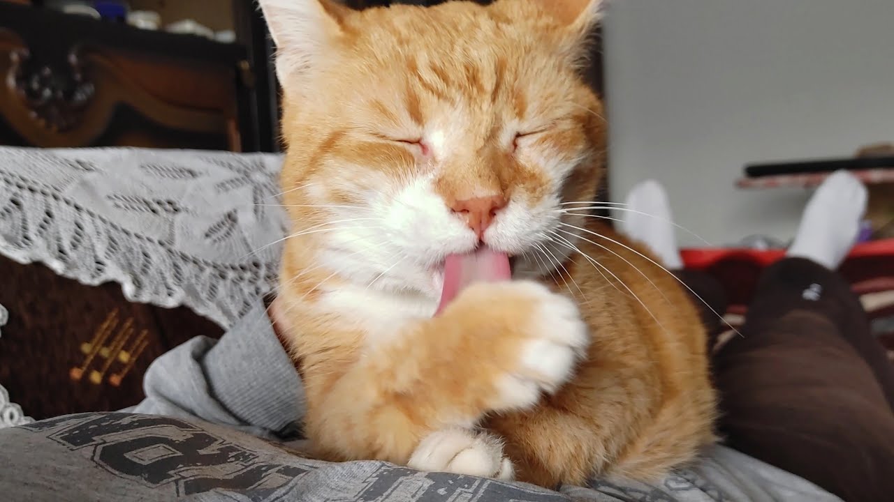 ASMR Cat - Strong Purring And Licking Sounds - YouTube