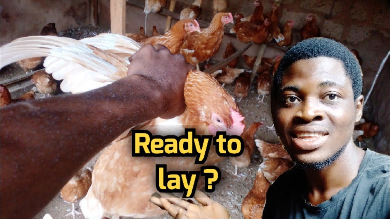 How to know if a Hen is matured to lay eggs | layers farming |chicken ...