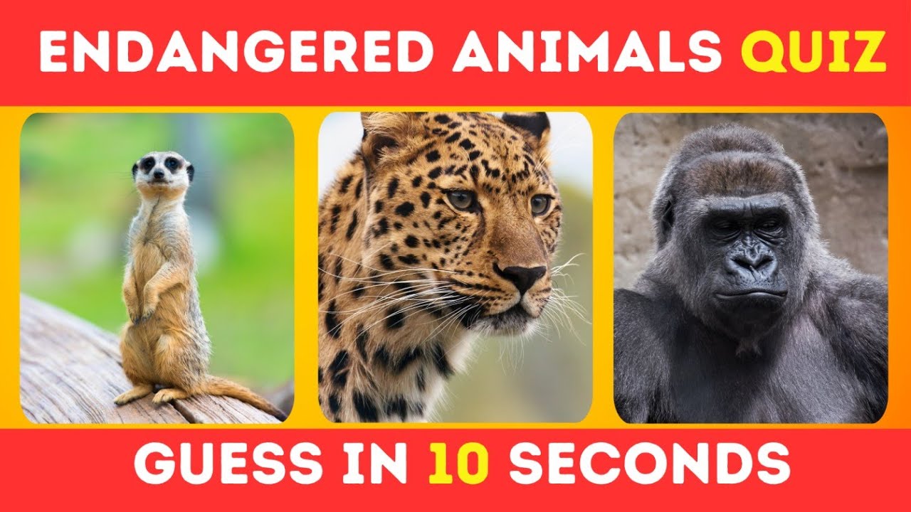 🐯 WILDLIFE QUIZ: Endangered Animals You Need to Know! - YouTube