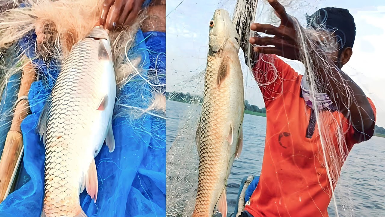 Amazing So Big Mirgal Carp Fishing Videos - YouTube